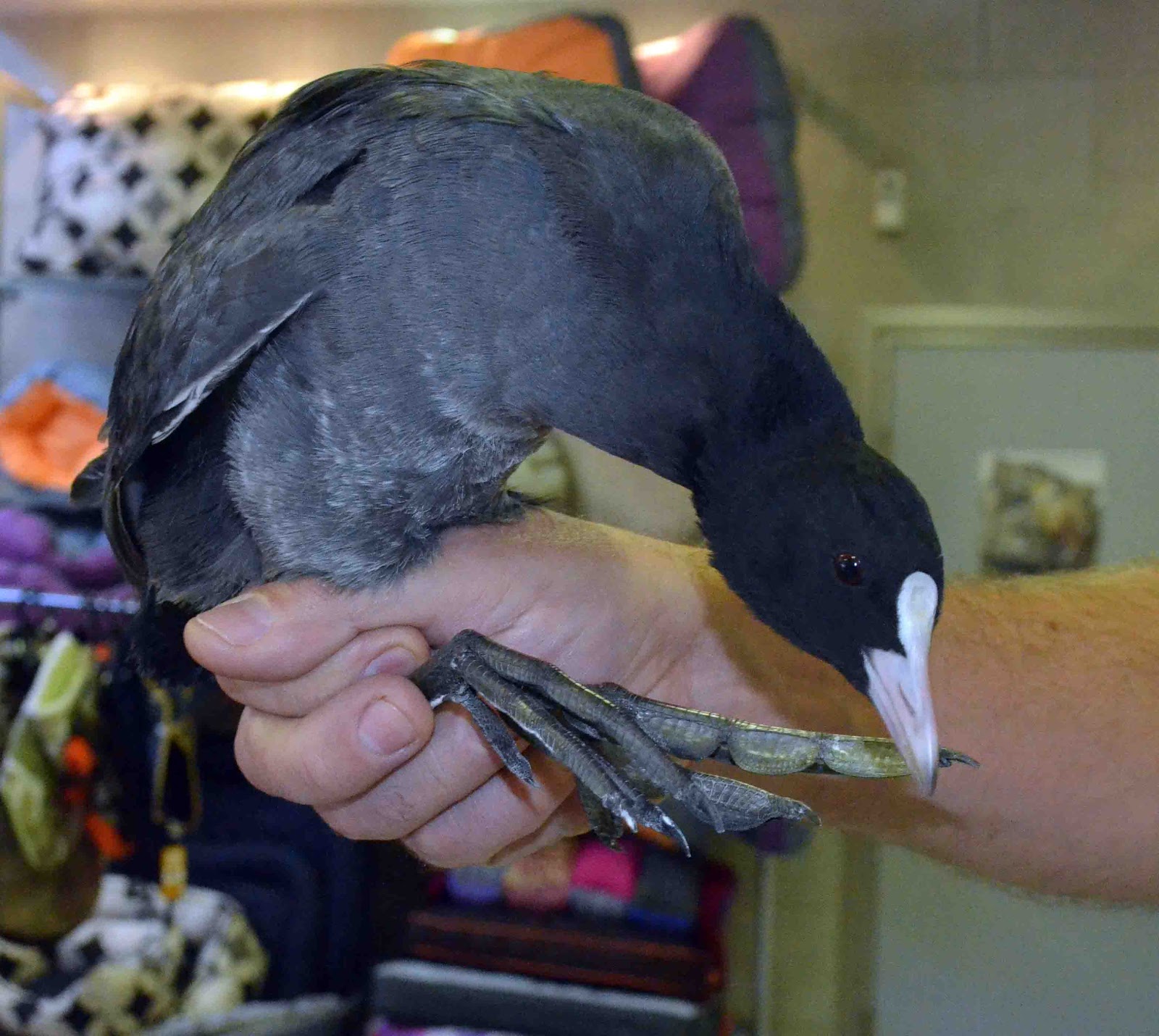 Moixons del Camp i la Conca de Barberà.: 2012