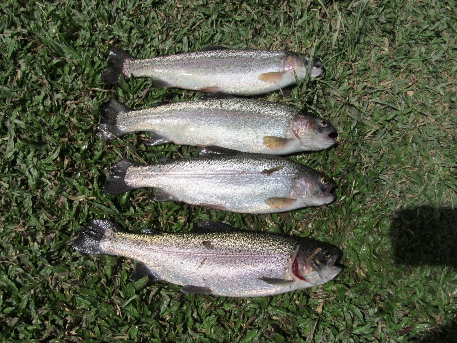 Espacio de Pesca: Pesca de Truchas, Truchera Piedra Lisa, Girardota ...