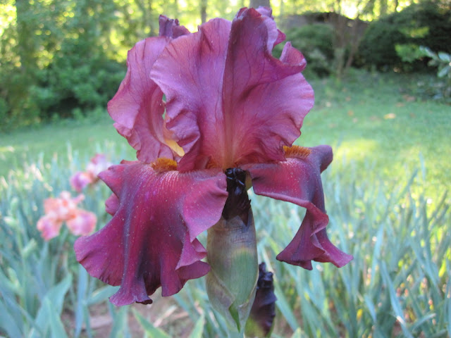 Walter Klingler & Stephen Boydstun : Thursday May 4, 2017 "Rip City ...