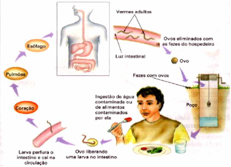 ciencias 7° ano: Filo Nematóide