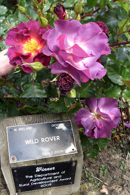 Kelli's Northern Ireland Garden: Rose Week 2 of 2