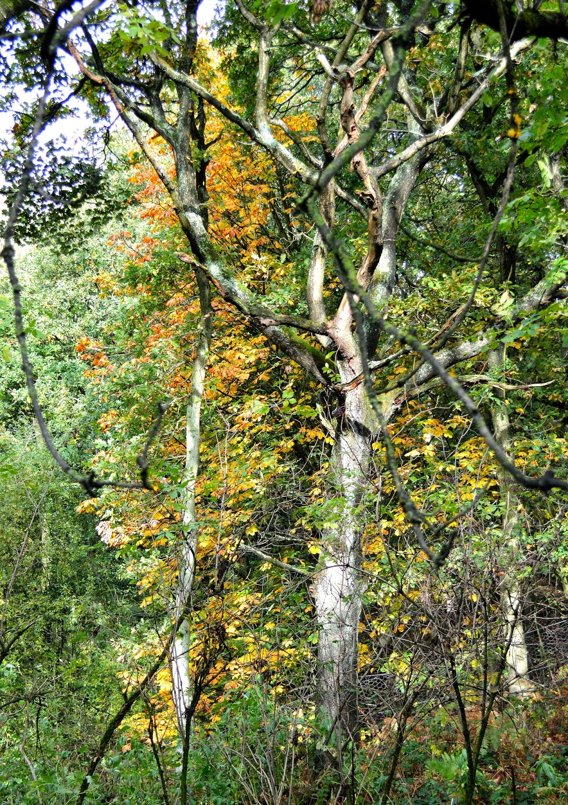 Mike Fenney Photography: Fairy Glen