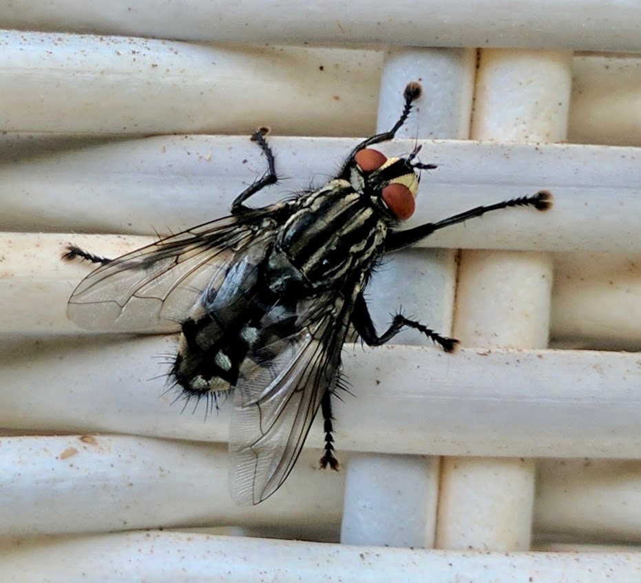 PLANET IN PERIL (PinP) : Research finds flies carry bacteria — some ...