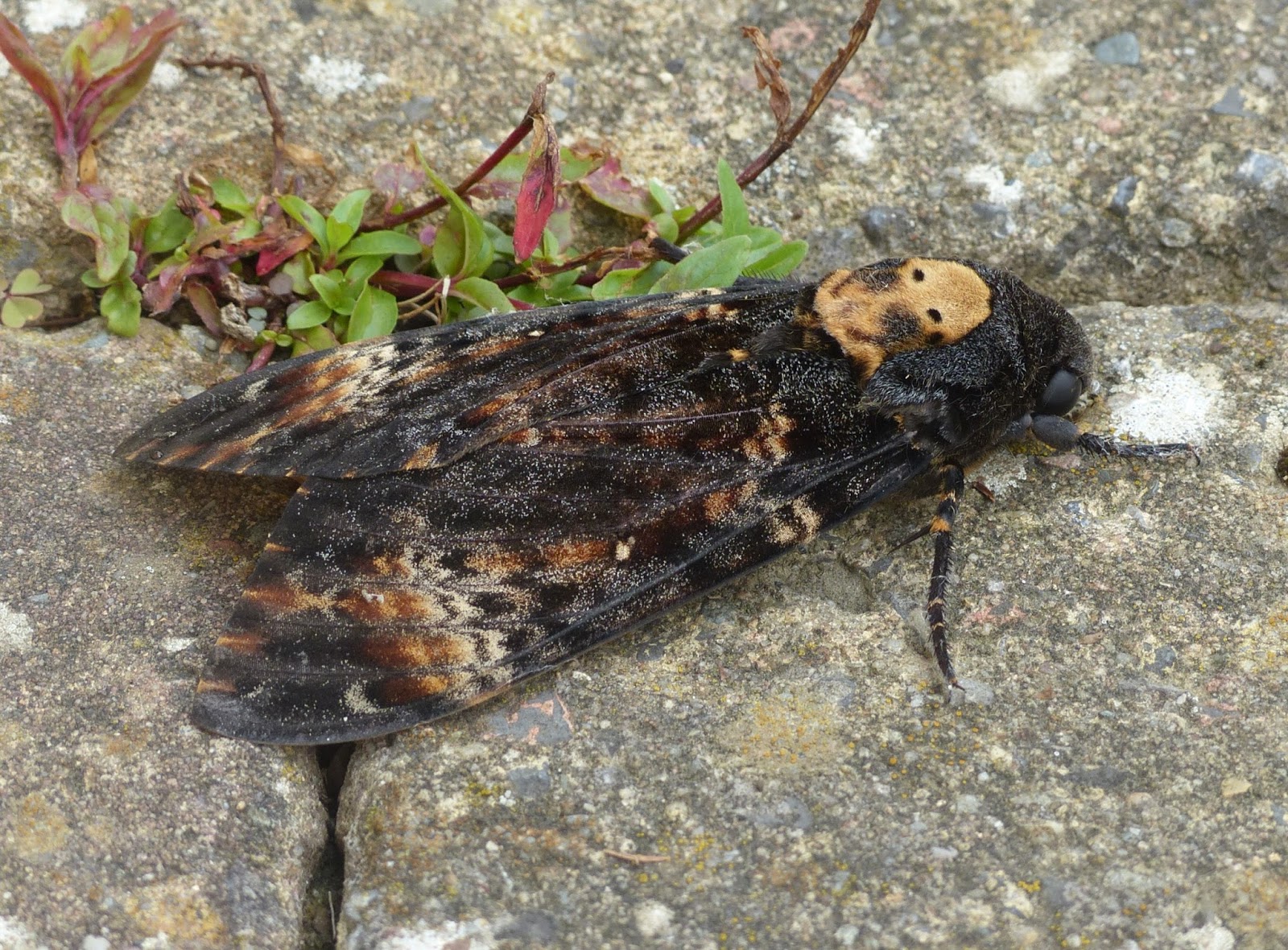 The Montgomeryshire Moth Group Blog: Death's Head Hawk-moth turns up in ...