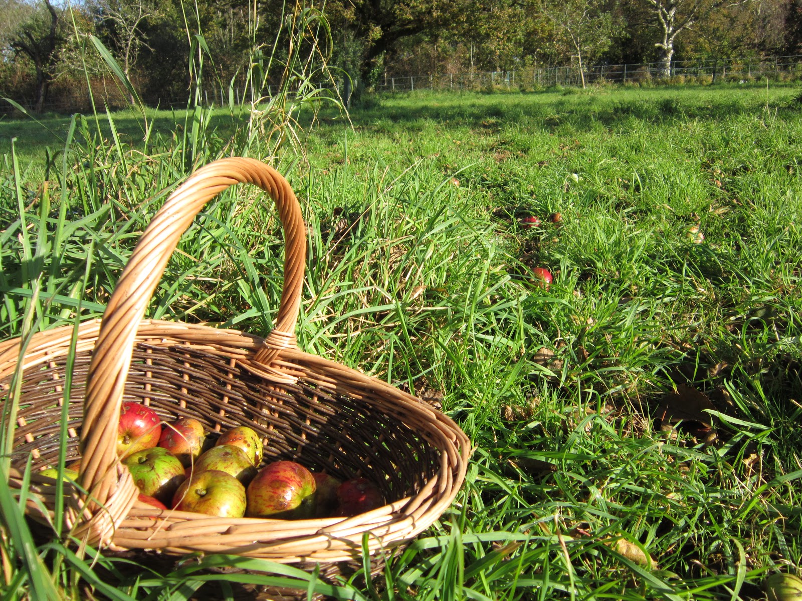 Seeds, roots, leaves and fruits...: A November Harvest - Picking and ...
