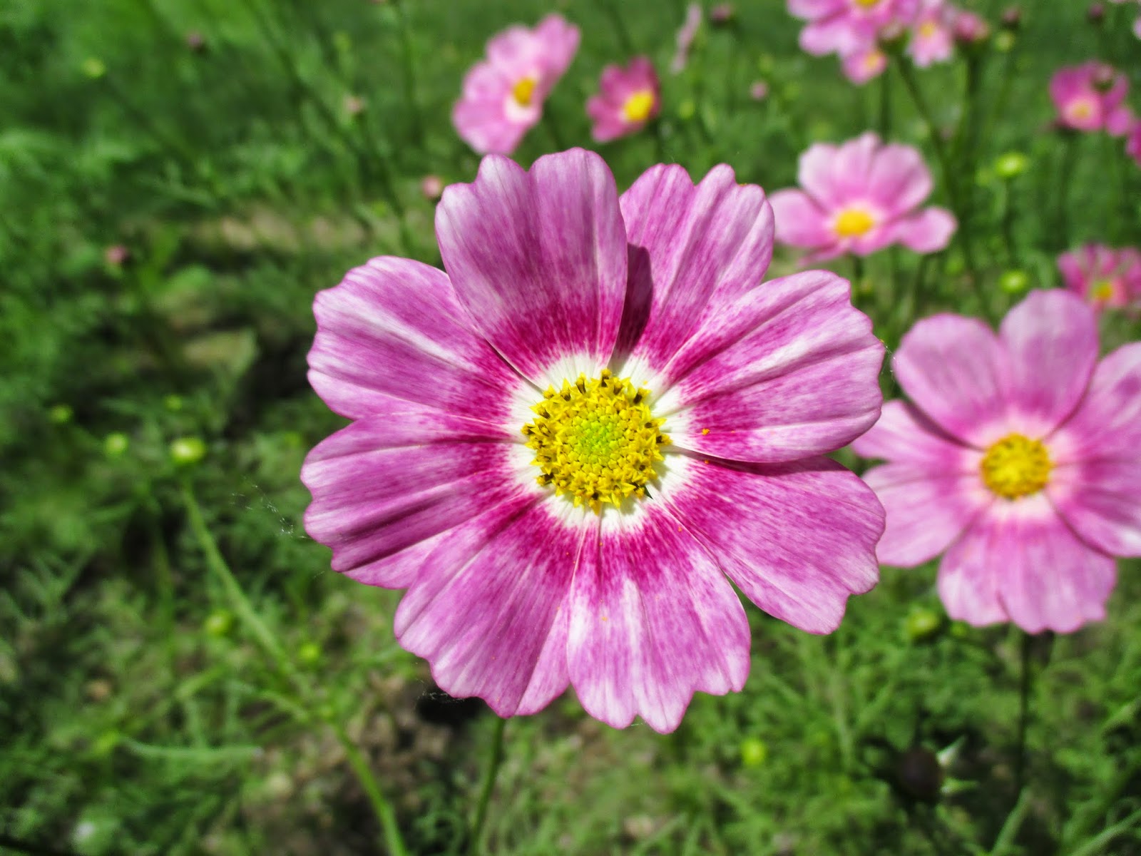 Cosmos - Shades of Pink | Rotary Botanical Gardens