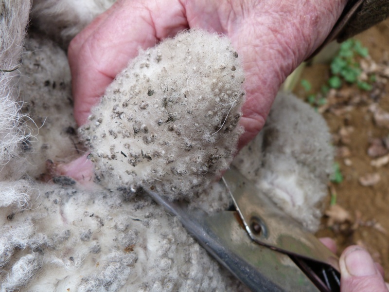 Woolshed 1: Sheep husbandry - Castrating lambs with rubber rings