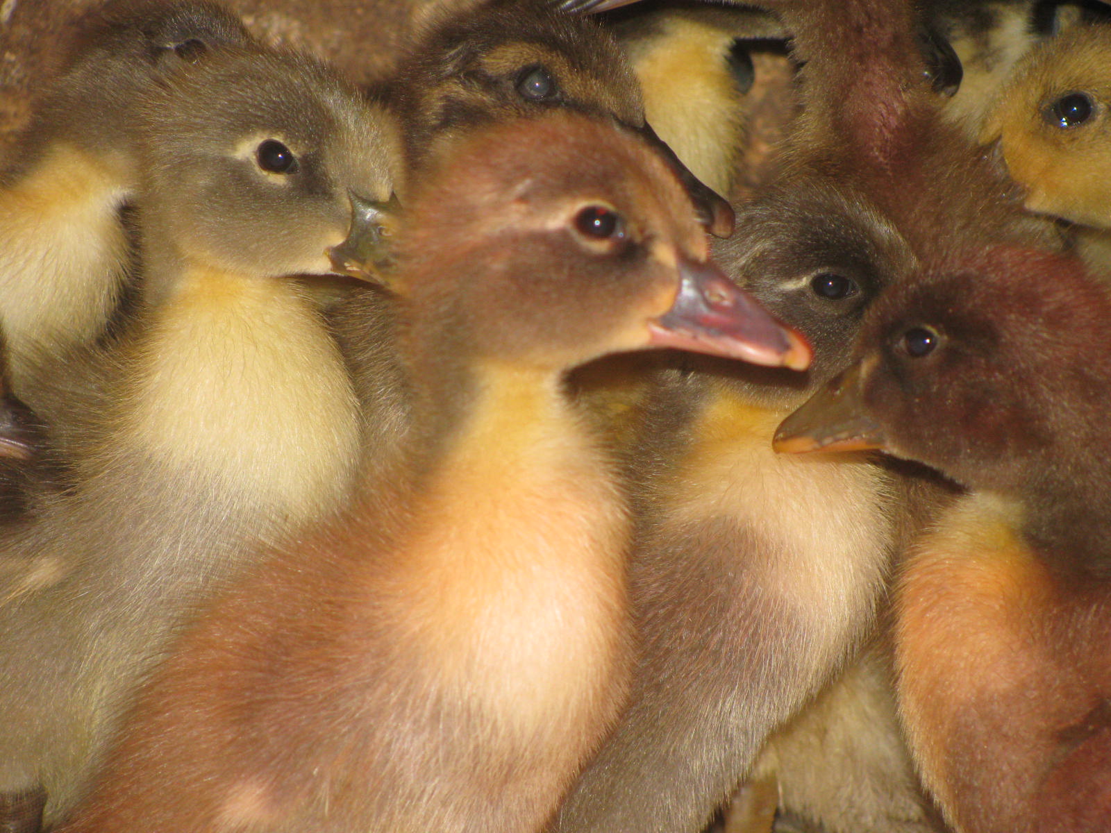 High Lonesome Homestead: Duckling 101 - water and baths