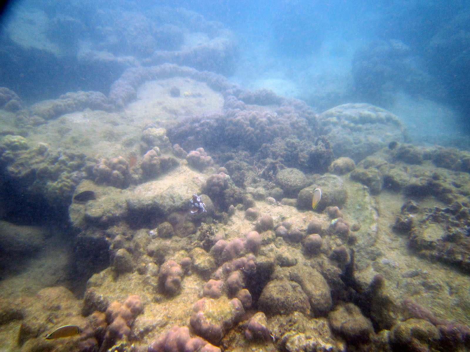 About Anything and Everything: Guimaras: DOST Turtle Sanctuary; Ave ...