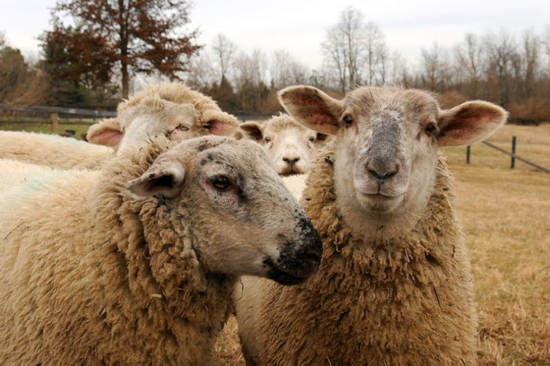 Punkin's Patch: The God Of Simple Shepherds