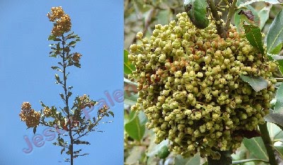 Jesus Palenzuela Borges: Loro, laurel (Laurus novocanariensis).