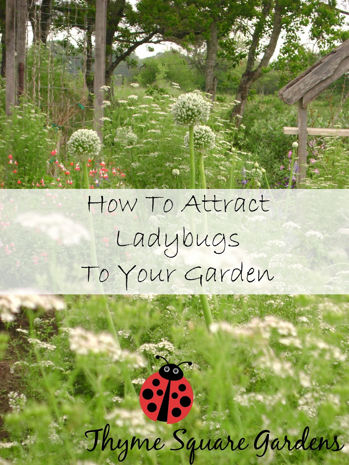 TSG: How To Attract Ladybugs To Your Garden