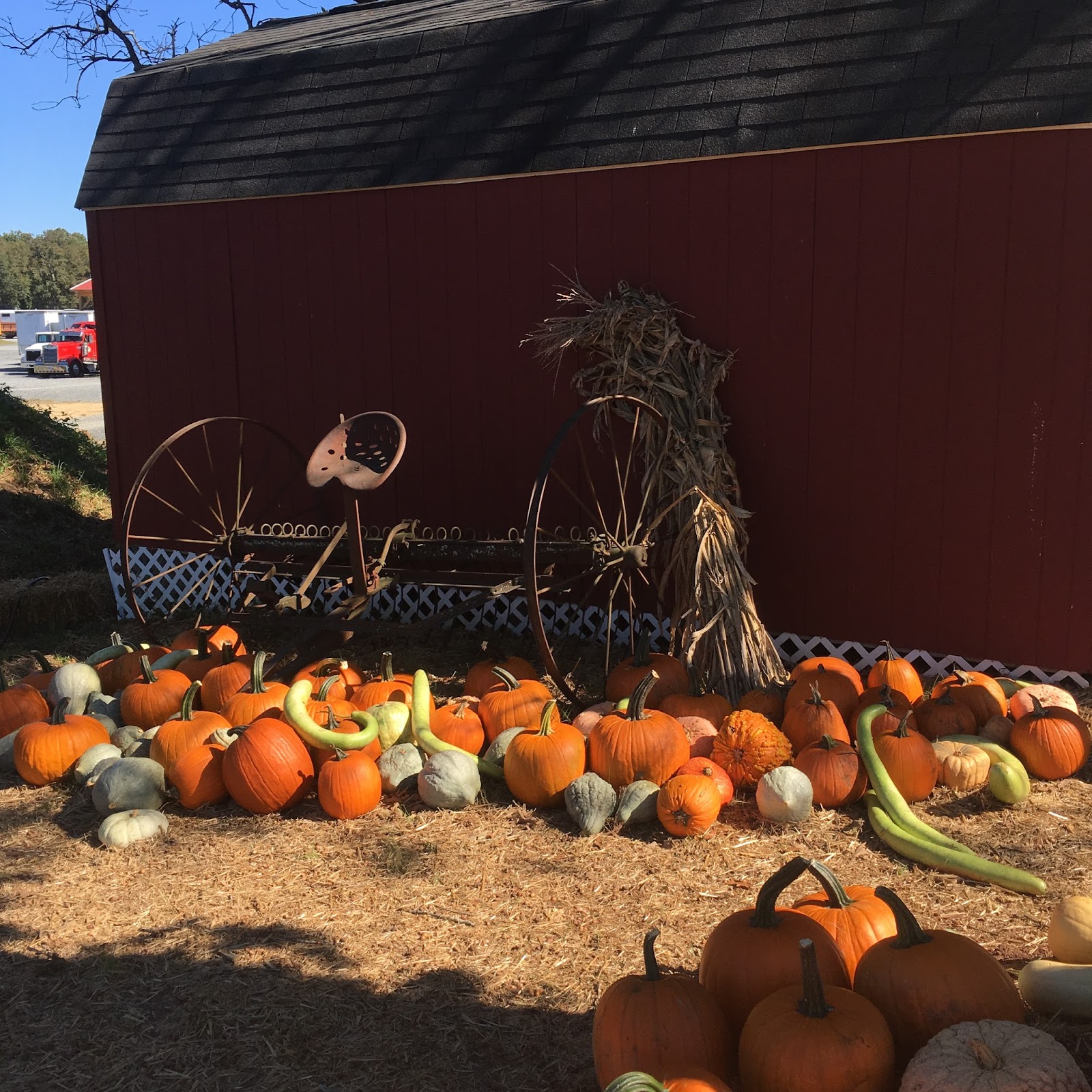 FALL FESTIVALS 2016 - Jane in North Carolina