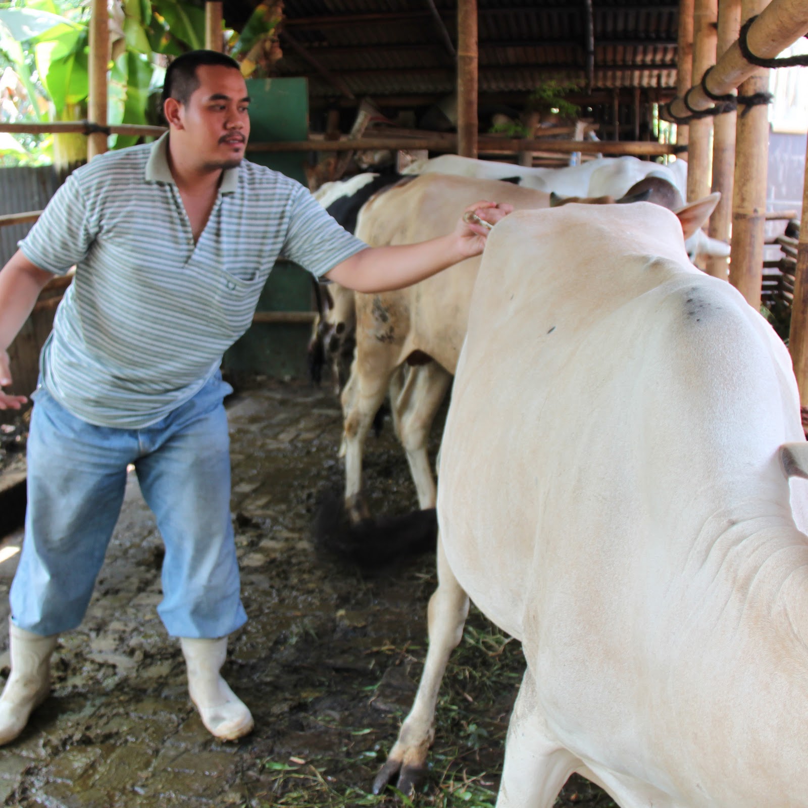 Kelompok Tani Ternak "SatoAji": SISTEM PEMELIHARAAN