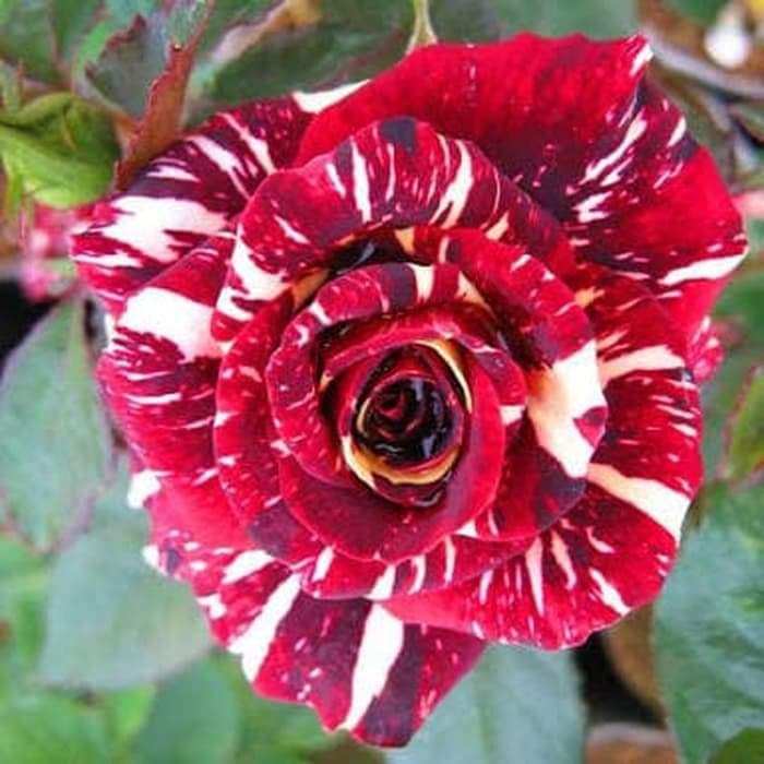 Kumpulan Gambar setangkai Bunga Mawar Berbagai Warna Cantik