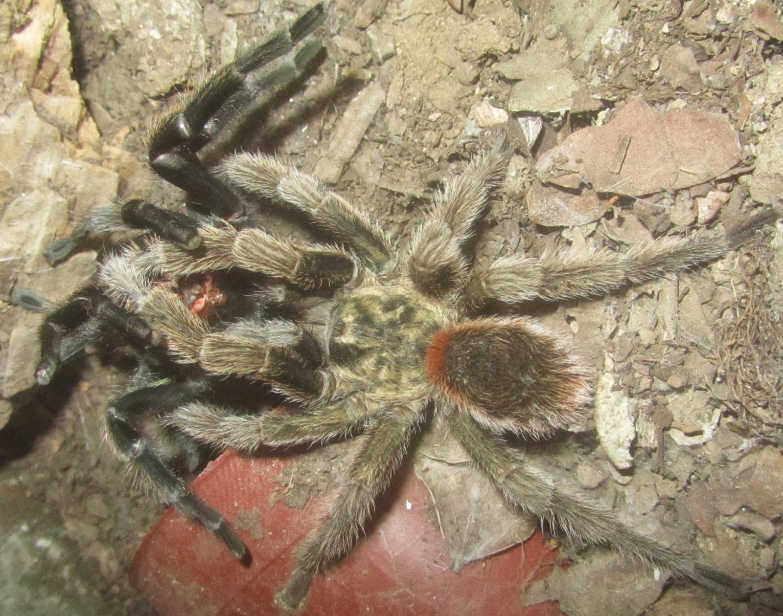 Tarántulas Chilenas : Euathlus manicata cópula