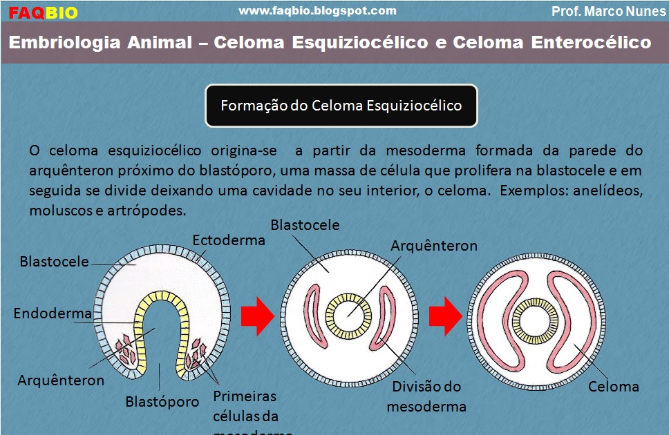FAQBIO - Apoio ao Estudo de Biologia: Ficha Resumo Faqbio #62 ...