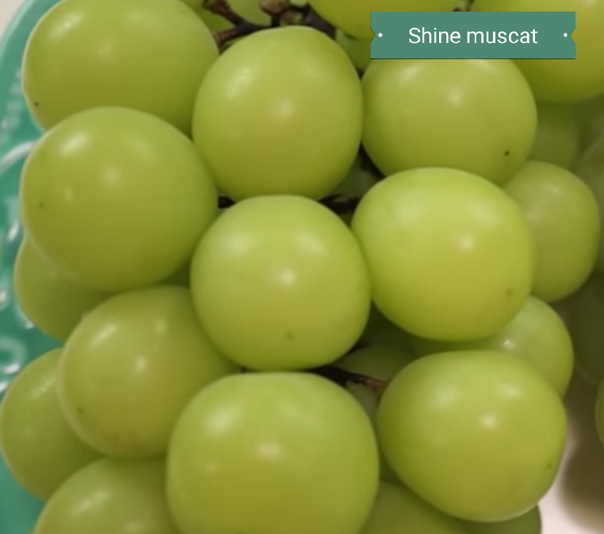 mams garden nursery: Anggur Shine Muscat(Green Seedless)