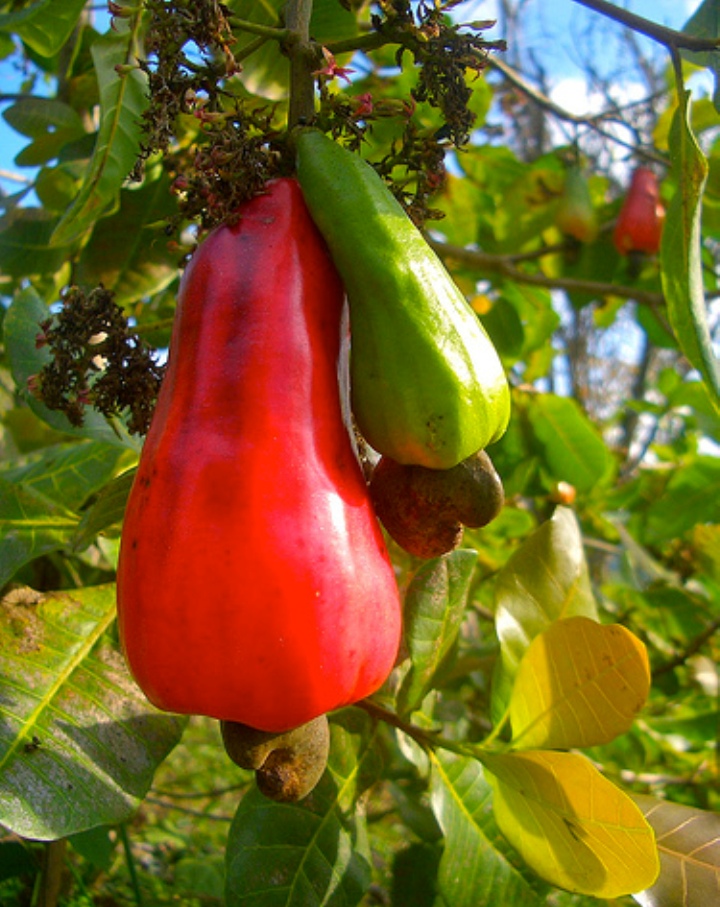 You Know You're From Bacolod, Philippines If...You Also Eat Fruits Like ...