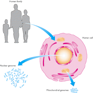 Gen pada Manusia | BIOLOGY SMART