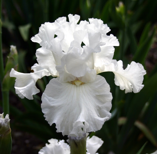 World of Irises: "Talking Irises" WHITE TALL BEARDED IRISES - "I'm ...