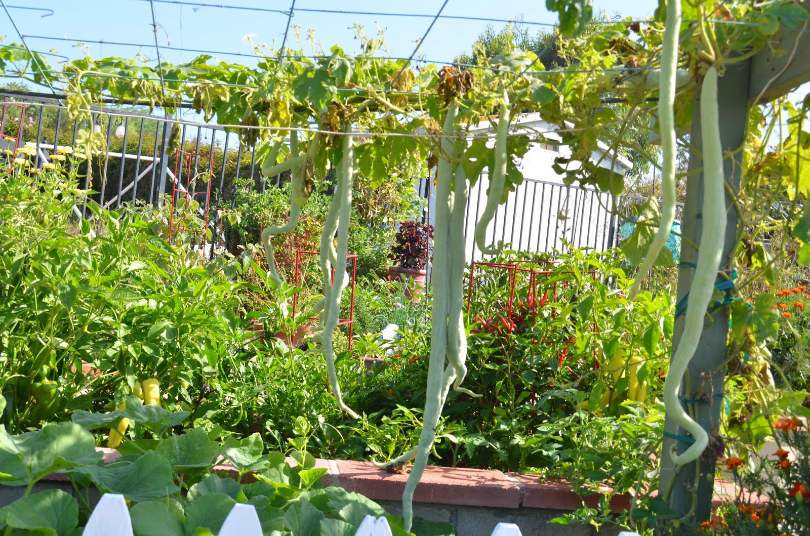 Entertaining From an Ethnic Indian Kitchen: Garden journal: Indian ...