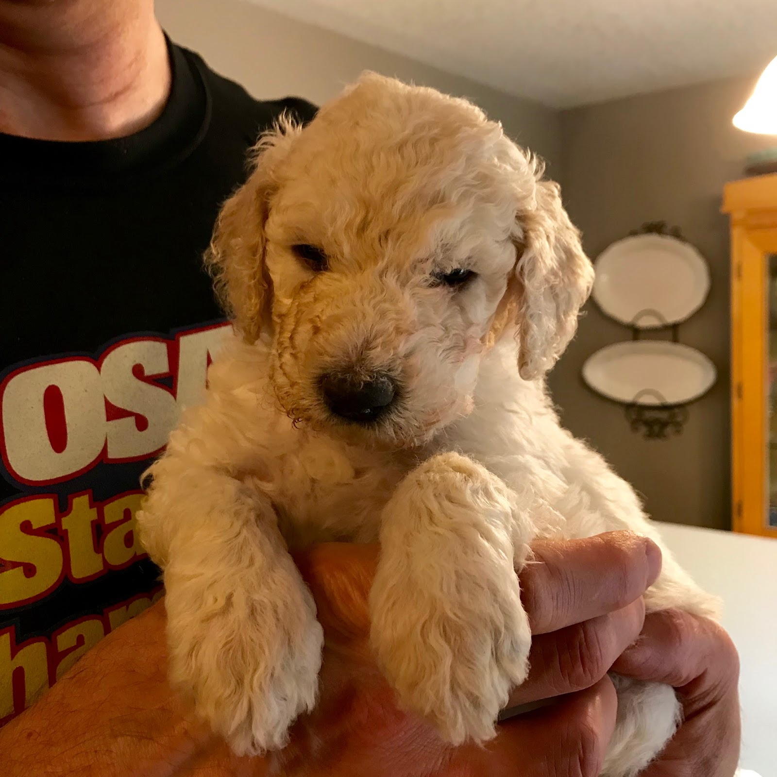 Labradoodles in Oregon