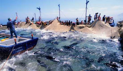 Maredolce: LE TONNARE