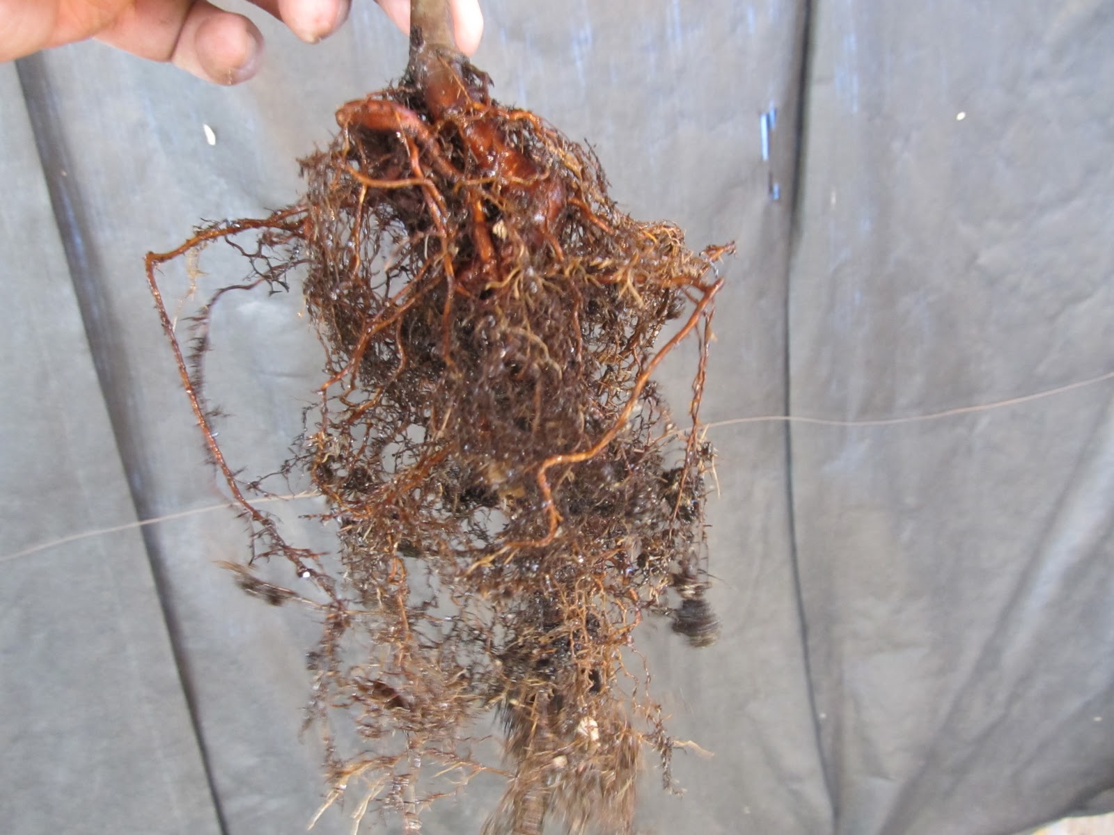 bonsaibp's bonsai blog: Root over rock 101