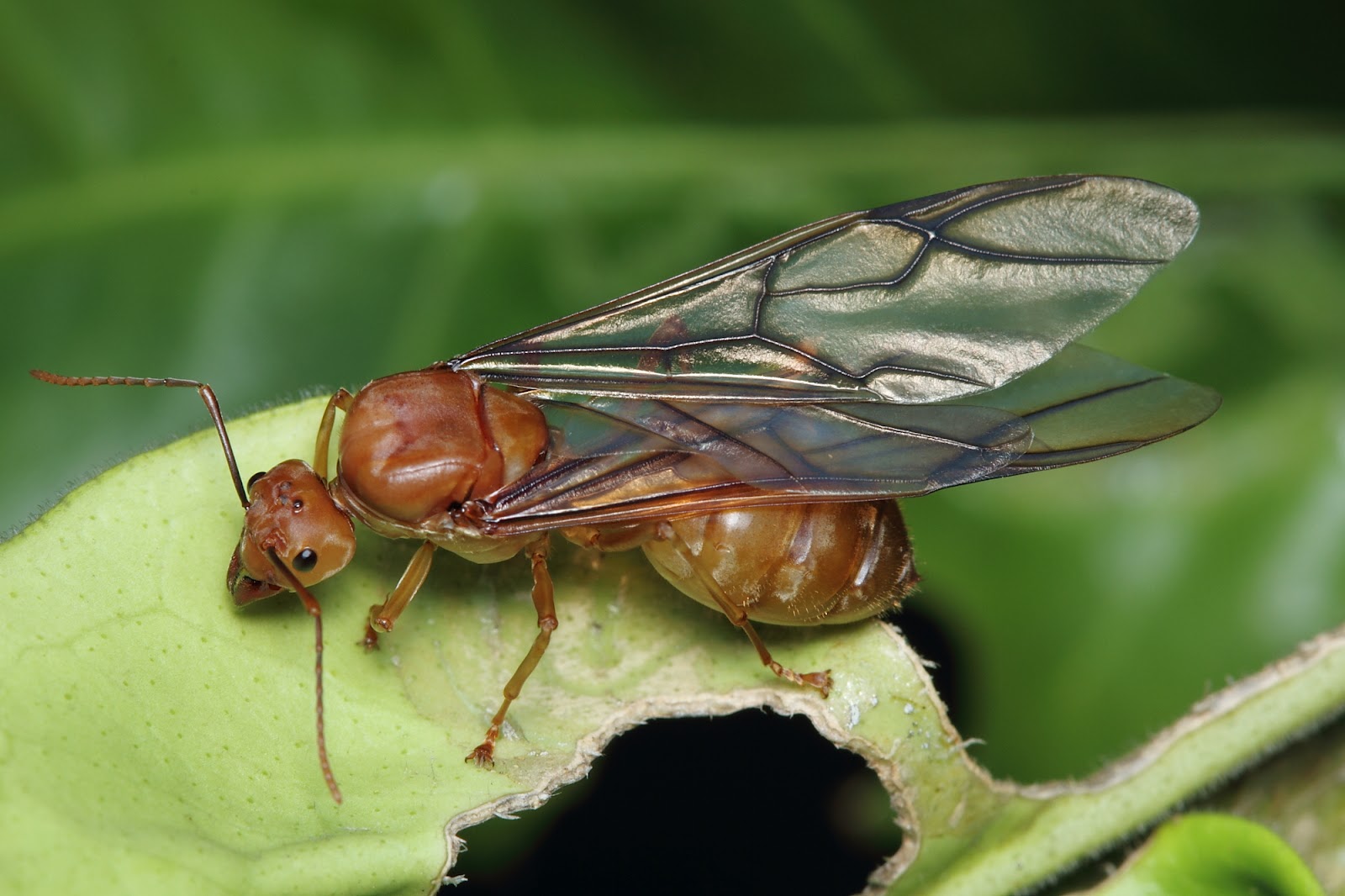 My Macro Journey: Ants