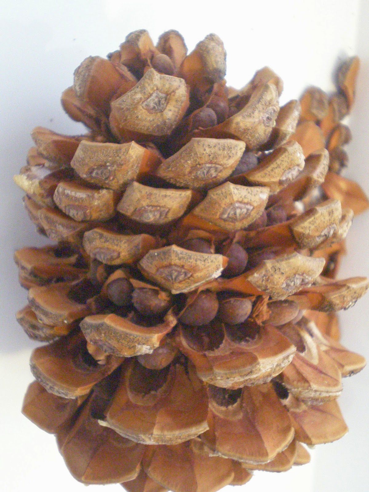 Ensino Experimental das Ciências: Pinhões