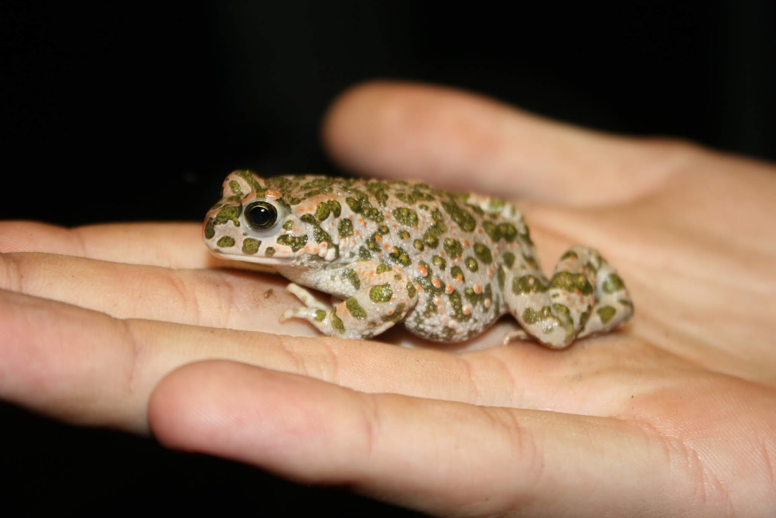 Balkan Ecology Project : Fastest Growing Trees in the Temperate Zone ...
