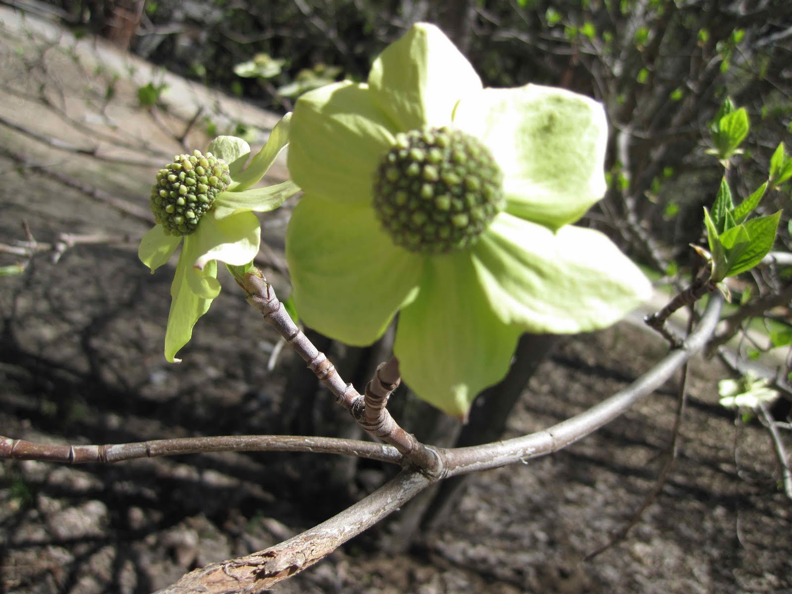 Tree in the Door's Fauna and Flora: Green Dogwood Flower