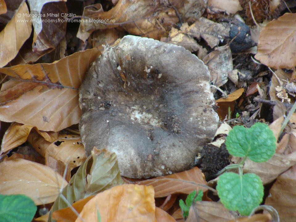 Mushrooms from Romania: Russula adusta