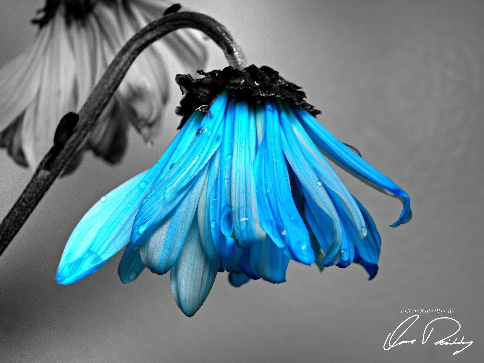 Photography by Issaac Rickenberg: Blue