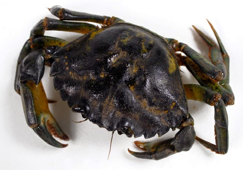 Artes de Pesca: CRUSTÁCEOS