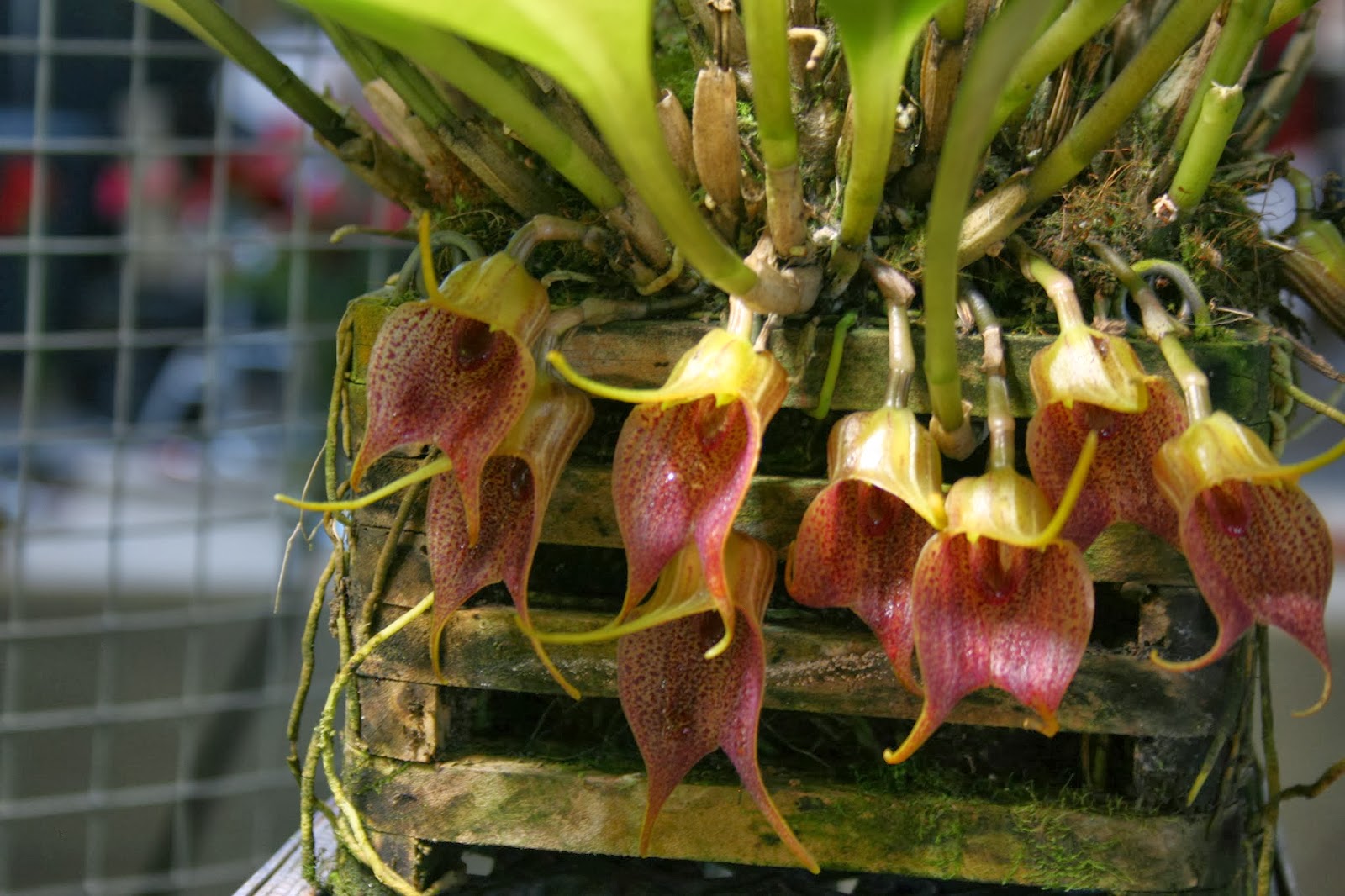 Masdevallia angulata care and culture | Travaldo's blog
