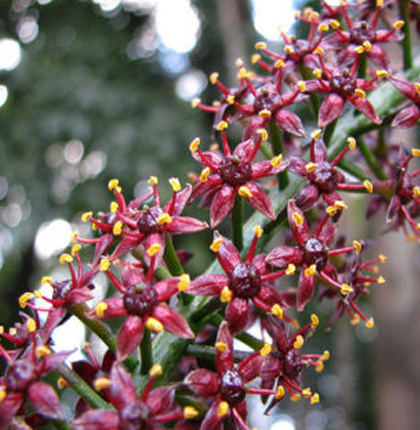 Plantas Medicinais Brasileiras: Jaborandi e Japecanga são plantas de ...