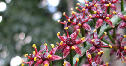 Plantas Medicinais Brasileiras: Jaborandi e Japecanga são plantas de ...