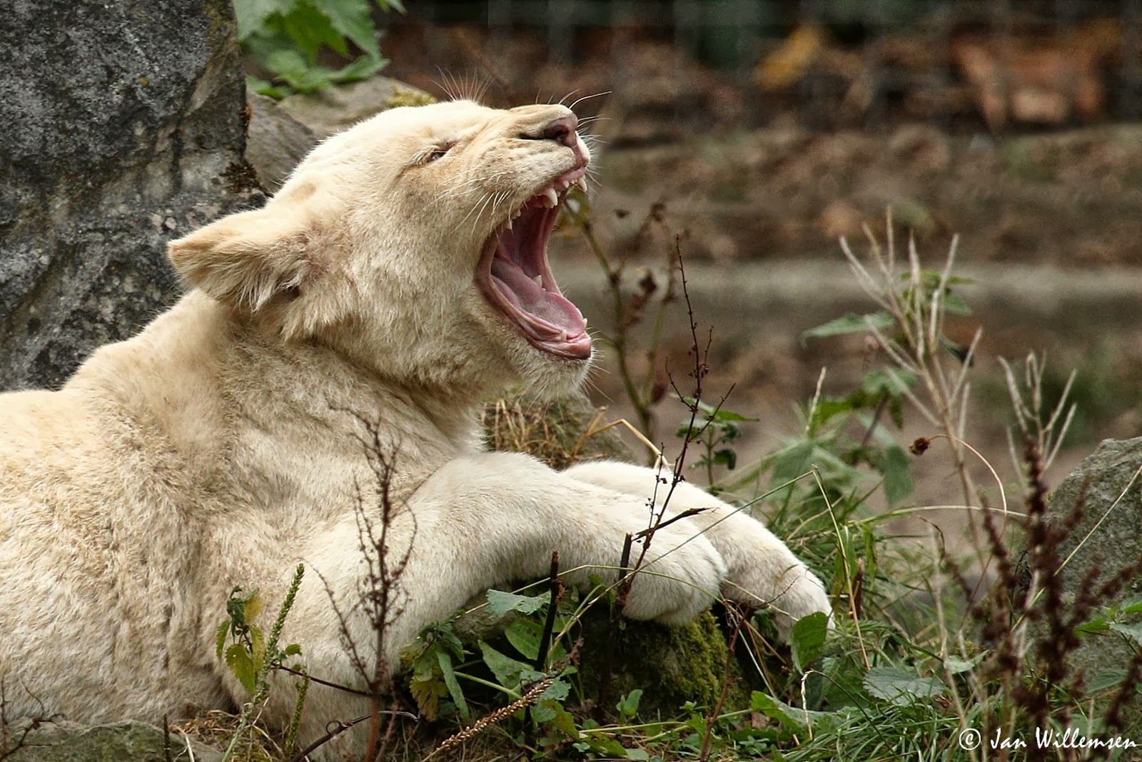 Jan Willemsen Fotografie: ZOO Ouwehands Dierenpark Rhenen