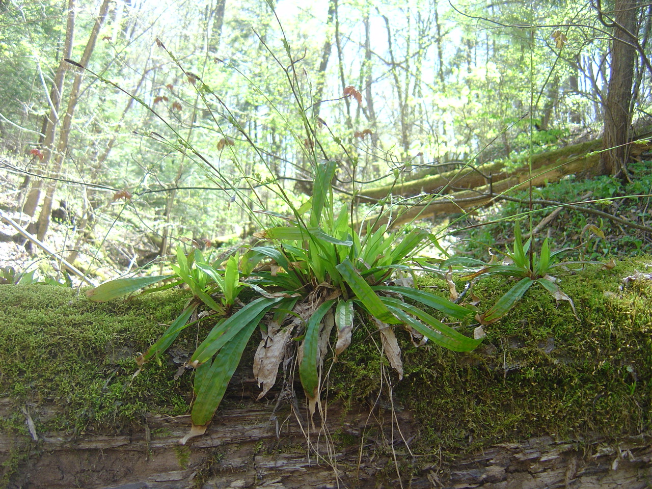 perigynia: Carex plantaginea