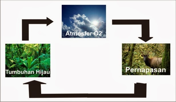 Tahapan Proses Siklus Oksigen (O2) | simpleNEWS05 - simpleNEWS05