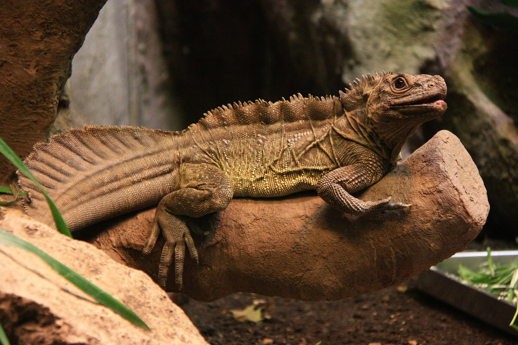 Real Monstrosities: Sailfin Lizard
