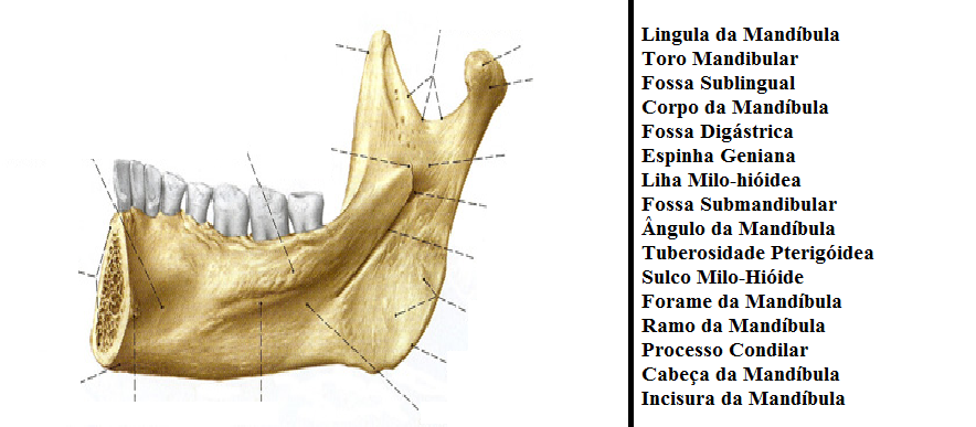 Fisio na Boa: ENTENDENDO OSSOS DO CRÂNIO E DA FACE