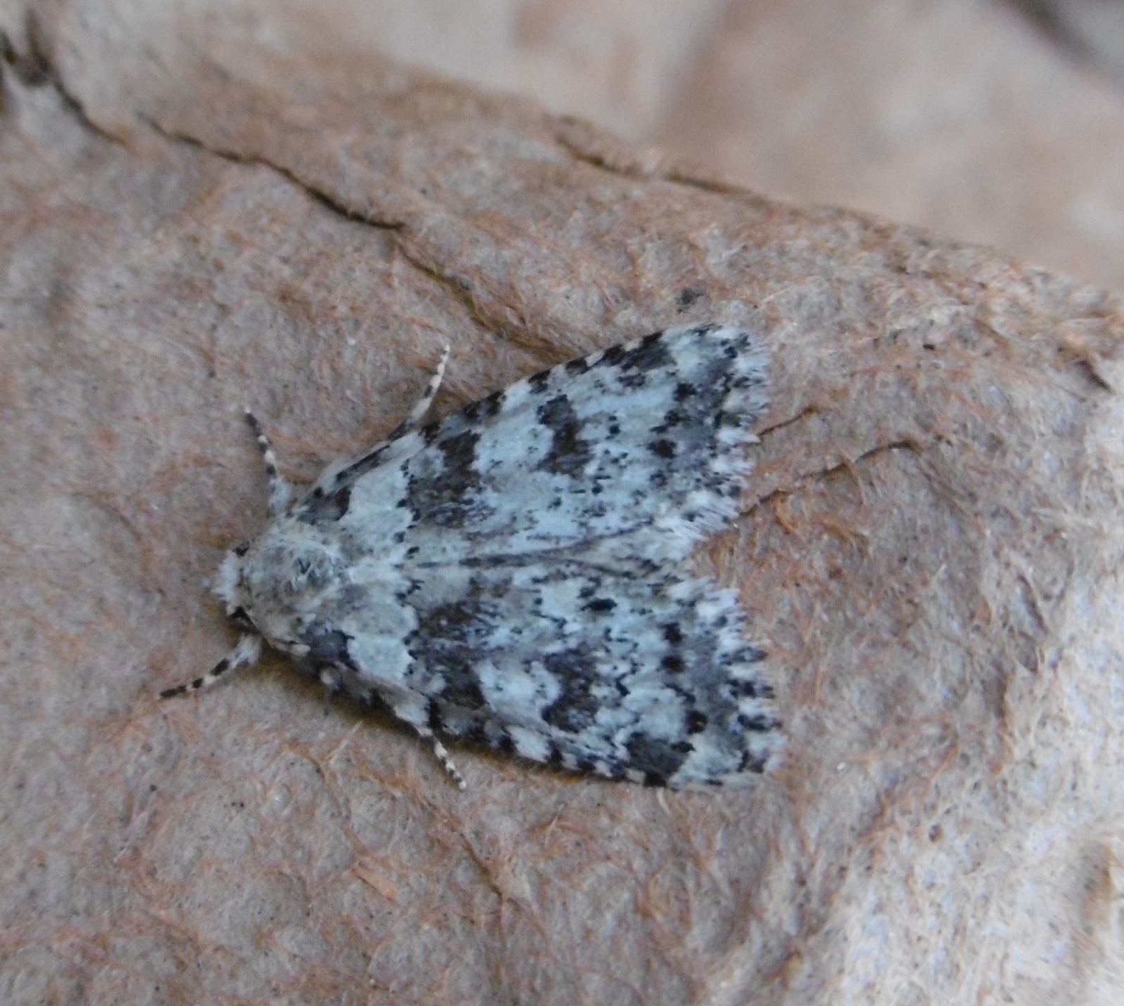 Martin's Moths: Marble-ous