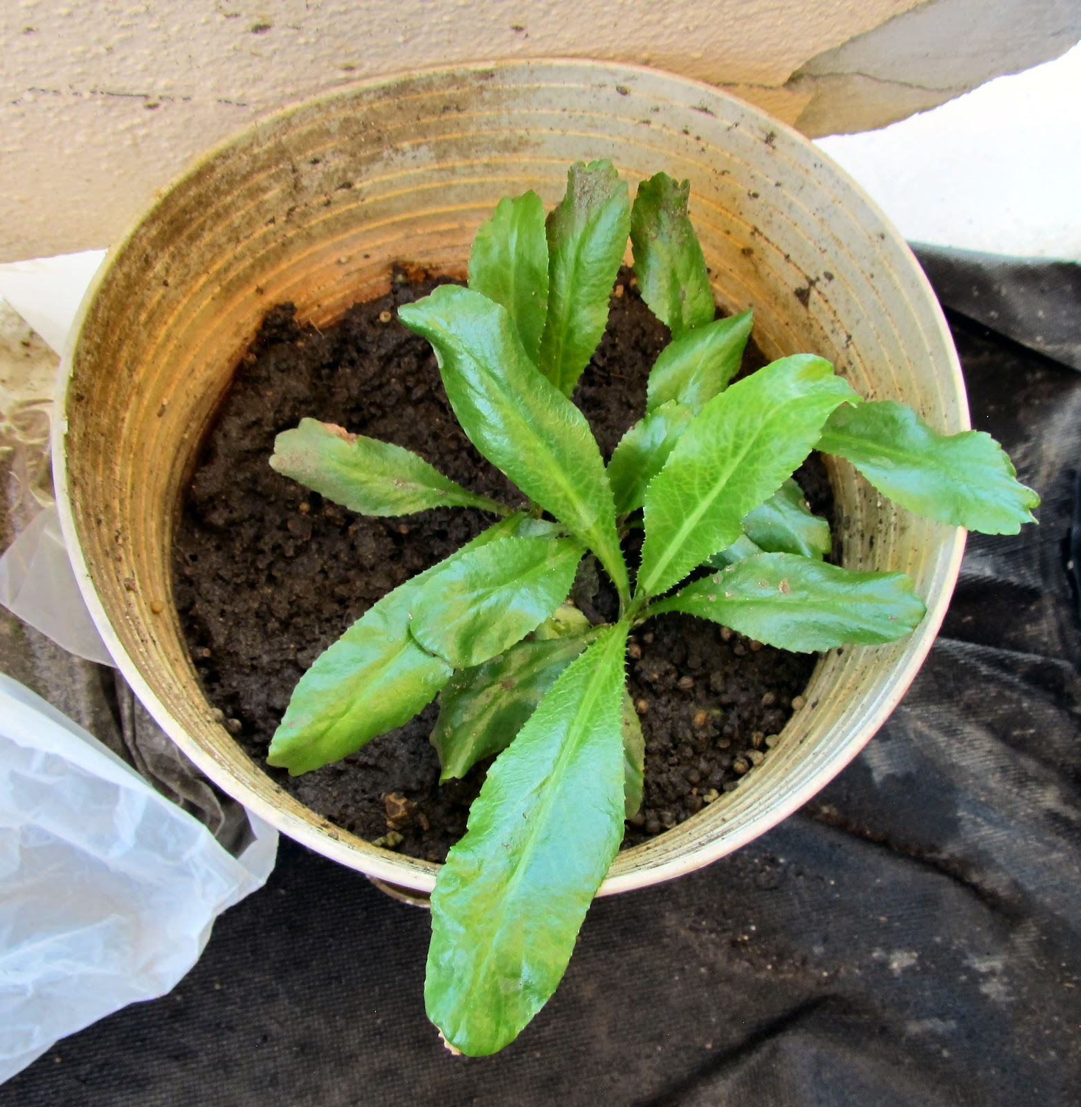 Foto Blog Puerto Rico: Semillas de Espinacas de Guayaba y mas...