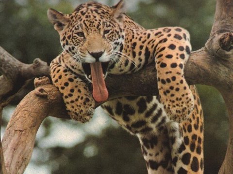 Funny Animals: Funny Leopard Images