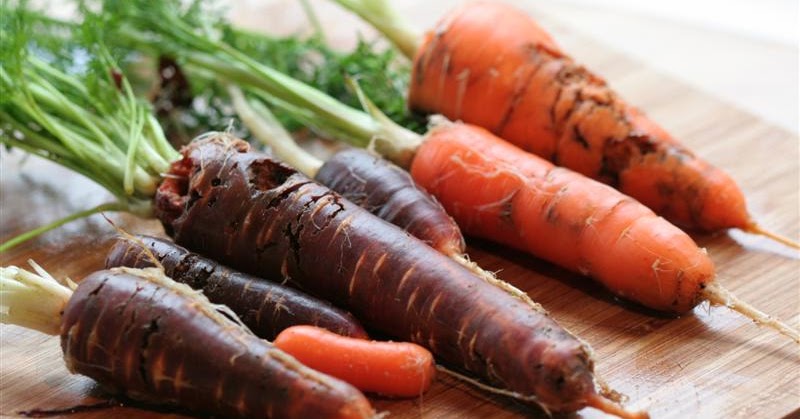 ORGANIC CONTROL OF CARROT FLY |The Garden of Eaden