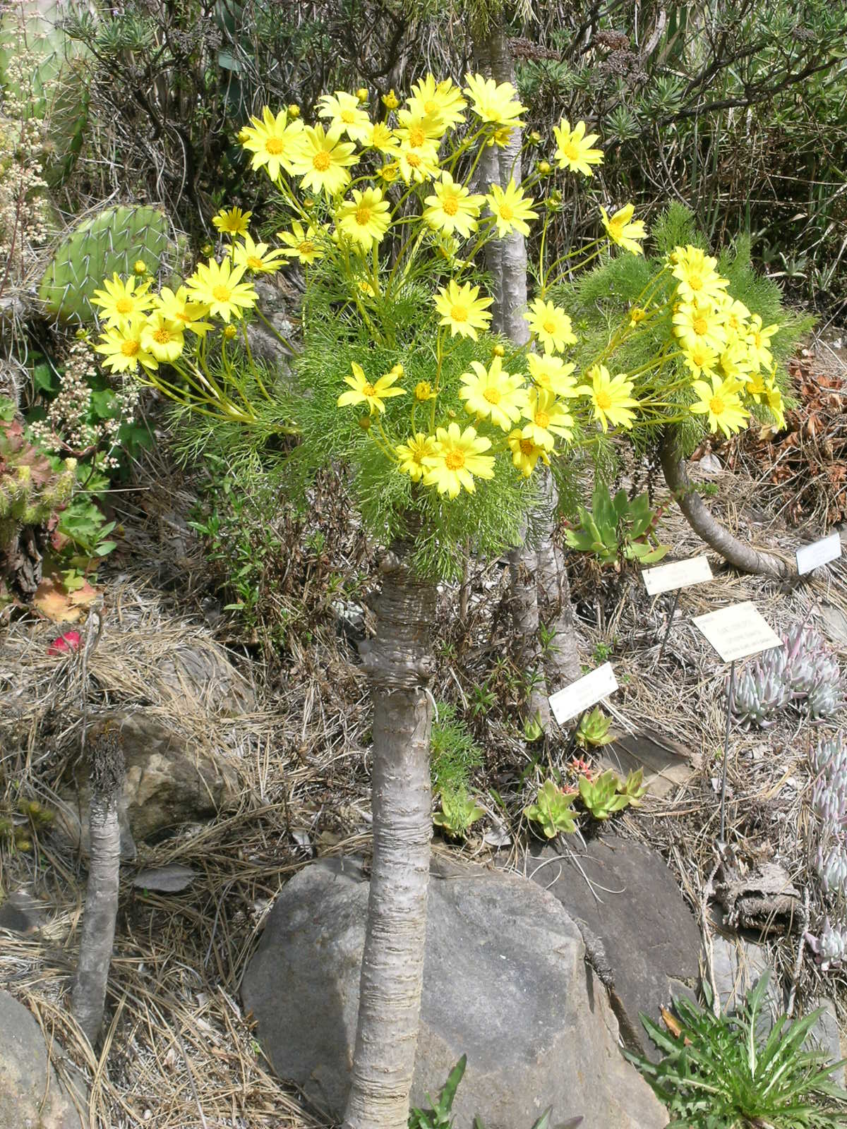 Berkeley Butterfly Blog: Leptosyne gigantea--Giant Coreopsis
