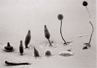 Protista Mirip Jamur - BRM